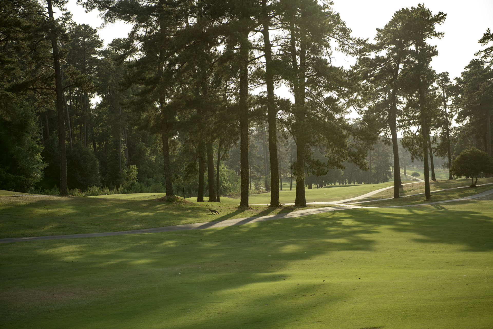 Photo Gallery - The Forest Hills Golf Course